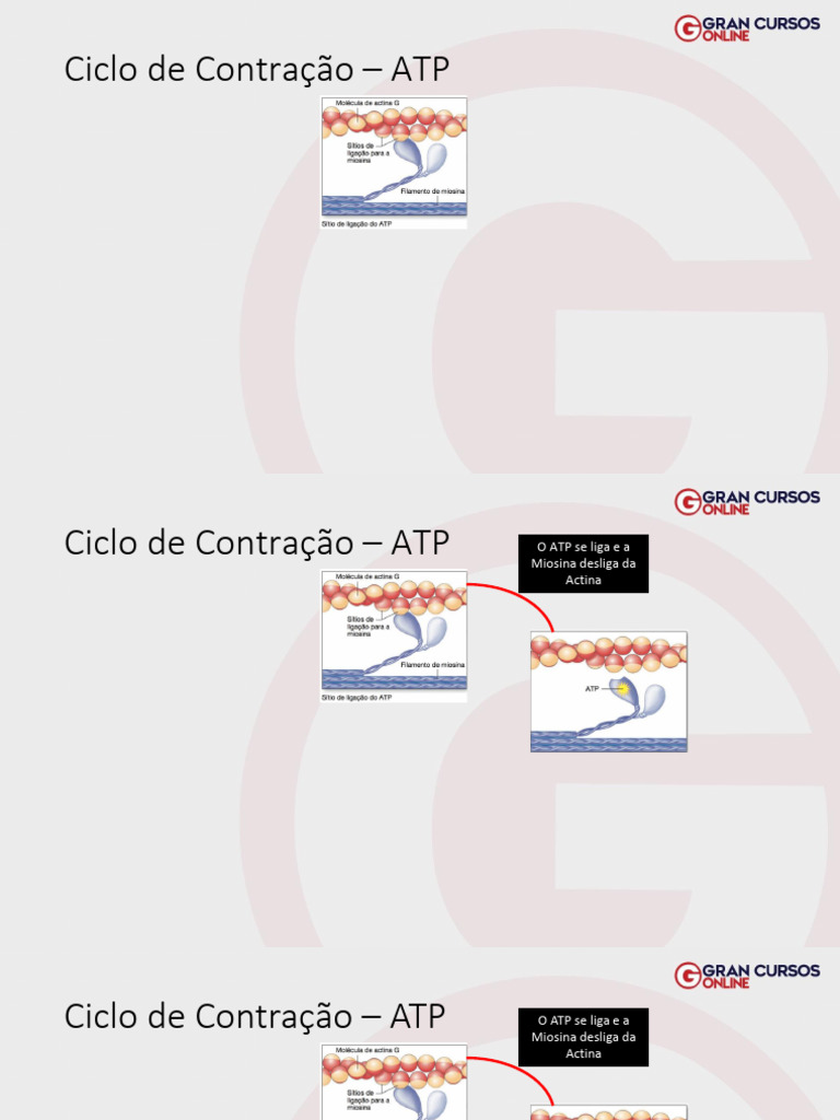 Ciclo de Contração Muscular e Tipos de Músculos | PDF | Músculo | Actina