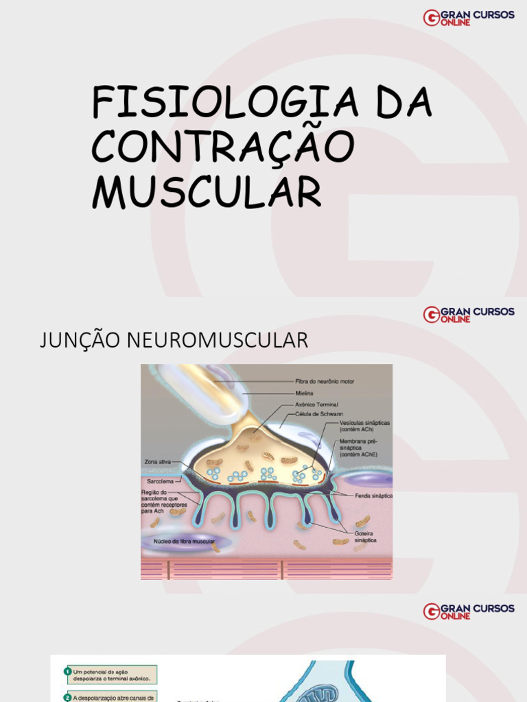 Fisiologia Da Contração Muscular | PDF | Músculo | Neurônio motor