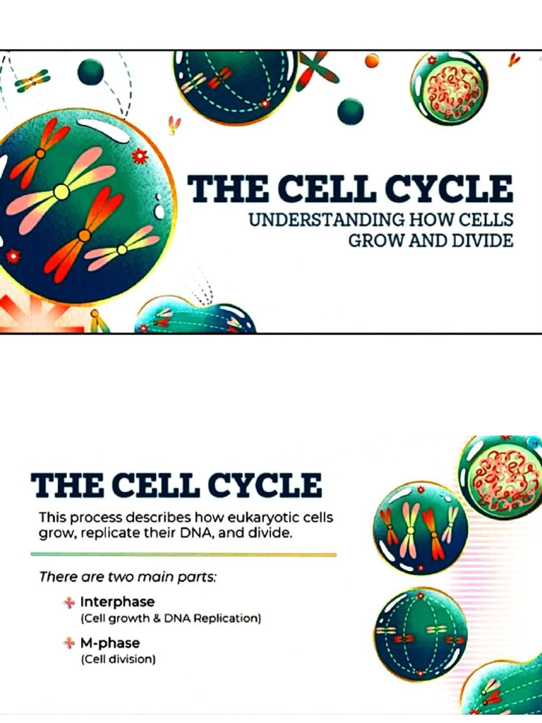 Cell Cycle | PDF