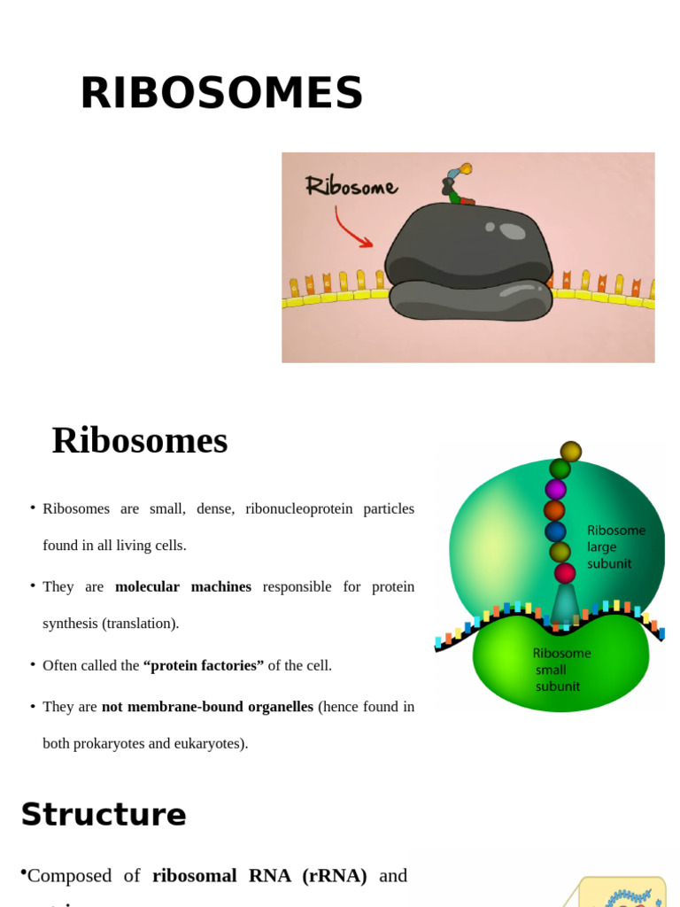 Ribosomes | PDF | Ribosome | Ribosomal Rna