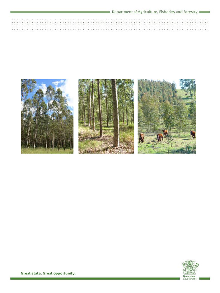 Spotted Gum Final Factsheet - Update May 2017 | PDF | Wood | Soil