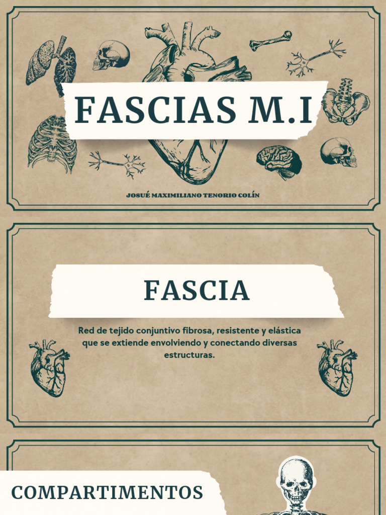 Fascias Miembro Inferior | PDF | Pie | Sistema musculoesquelético