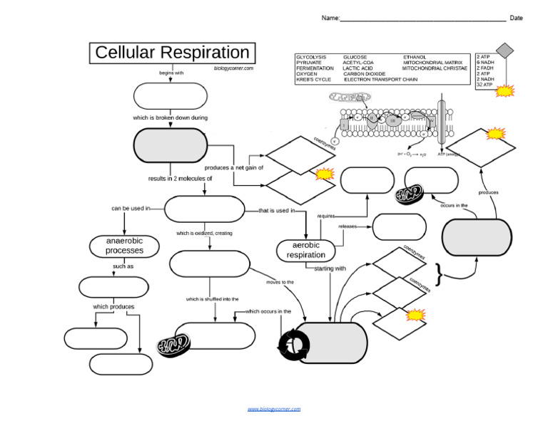 Cellular Respiration Graphic Organizer | PDF