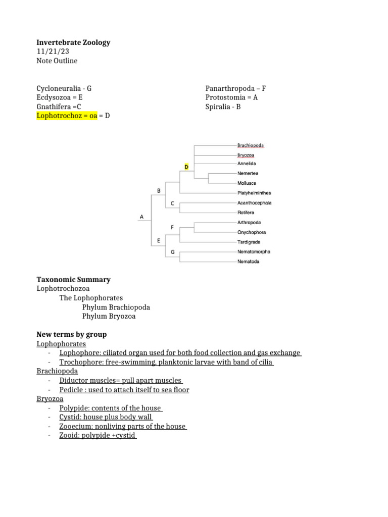 Lophophorate NoteOutline | PDF | Biology