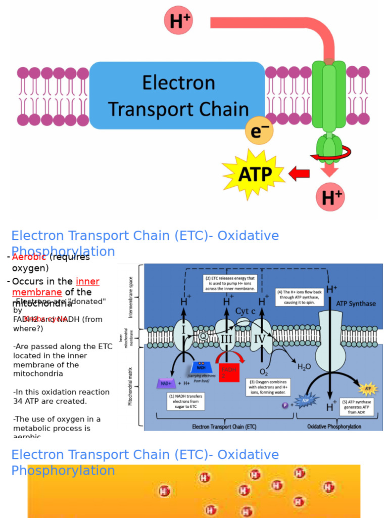 Electron Transport Chain Slideshow | PDF
