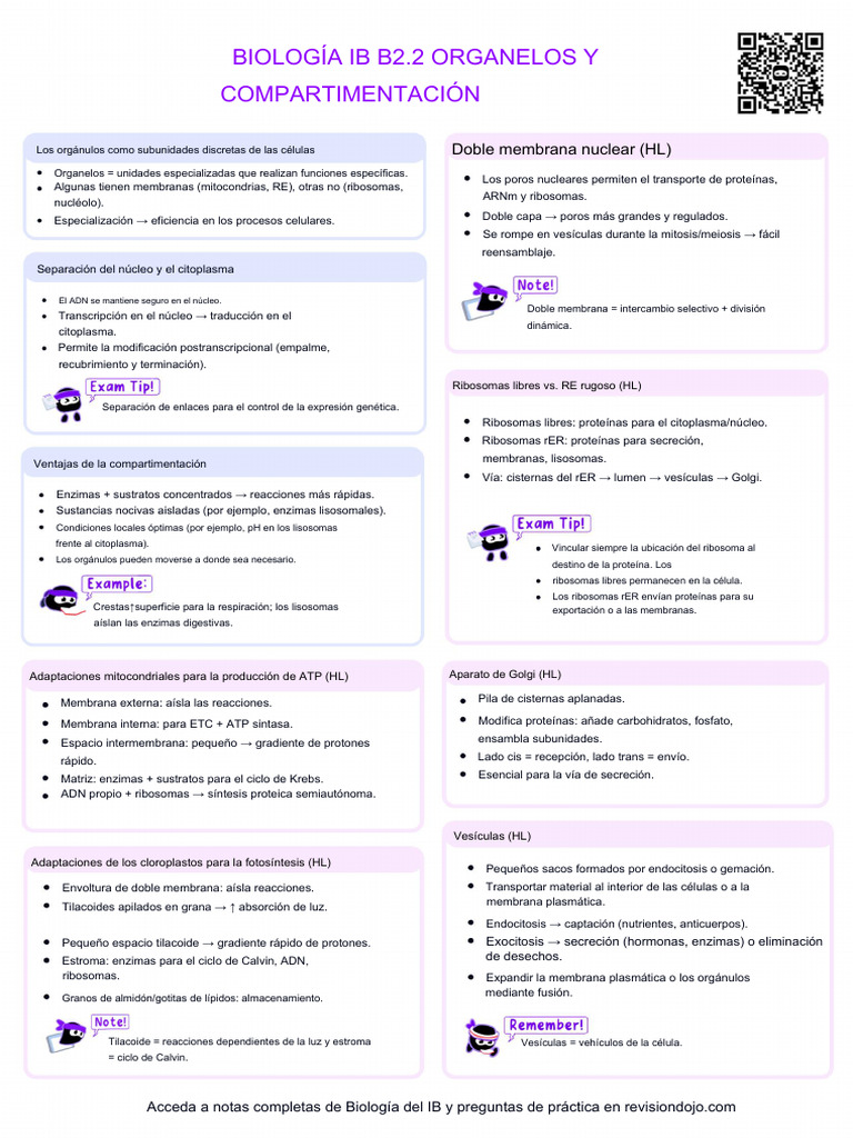 B2.2 Organelles | PDF | Citoplasma | Nucleo celular