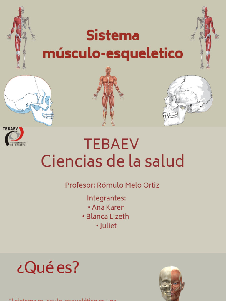 Sistema Musculo-Esquelético: Tipos y Funciones | PDF | Esqueleto | Hueso
