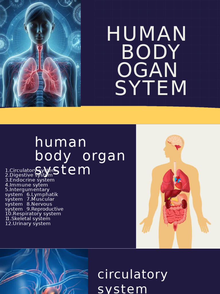 B Inggris Human Body Organ System | PDF
