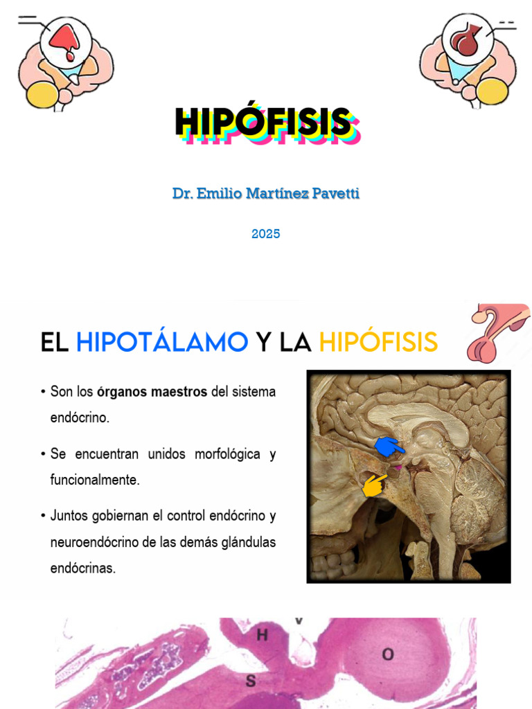 Endocrino Hipofisis y Pineal | PDF | Glándula pituitaria | Anatomia animal