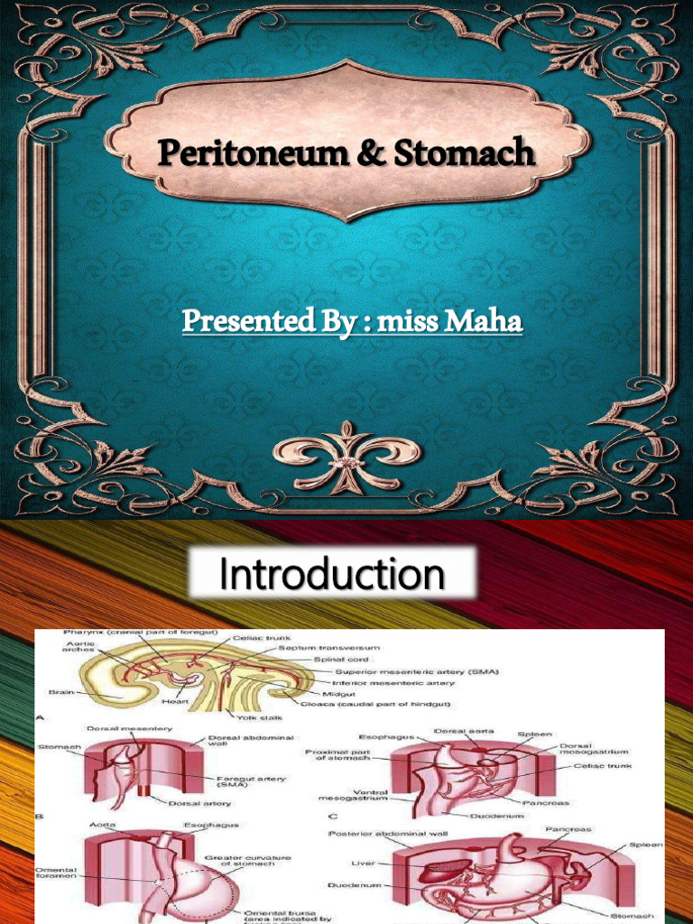 Peritoneum & Stomach | PDF | Peritoneum | Stomach