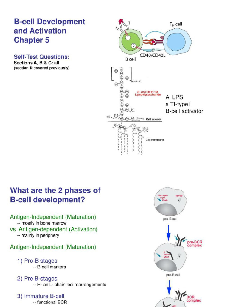 B cell development | PDF