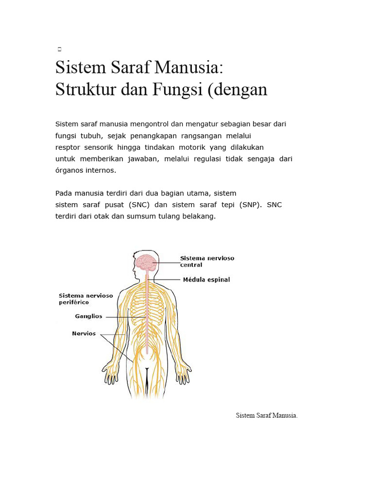 Sistem Saraf Manusia | PDF