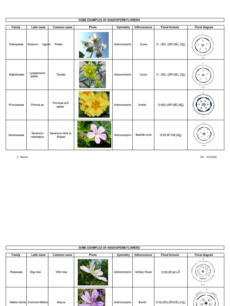 Angiosperm Flower Examples and Details | PDF | Flowers | Branches Of Botany