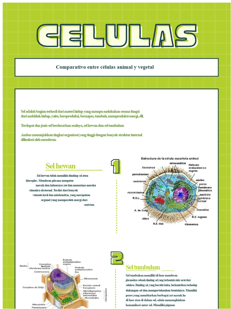 Infografi Sel Hewan Dan Tumbuhan | PDF
