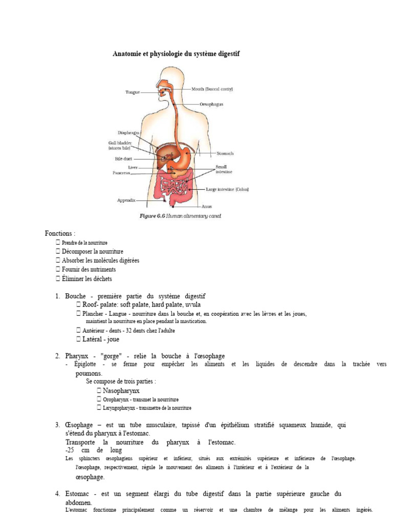 Anatomie du système digestif humain | PDF | Appareil digestif humain ...