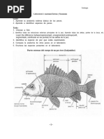 Morfología y Tipos de Aletas en Peces | PDF | Cordados | Pescado
