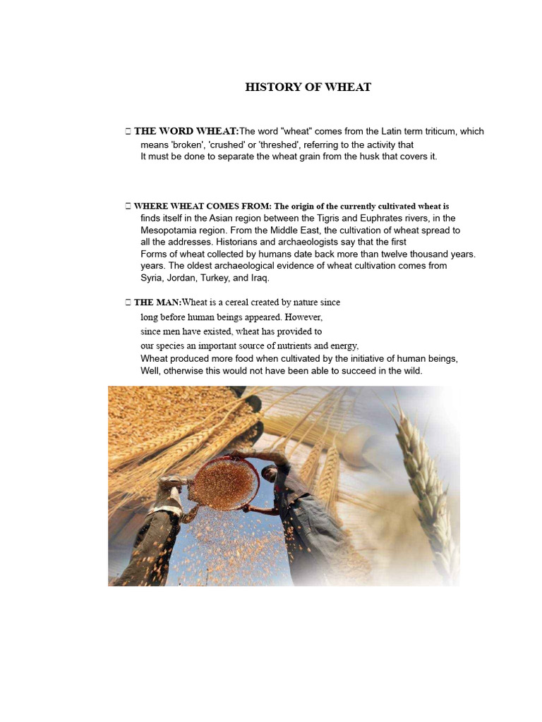 History of Wheat 2020 | PDF | Cereals | Wheat