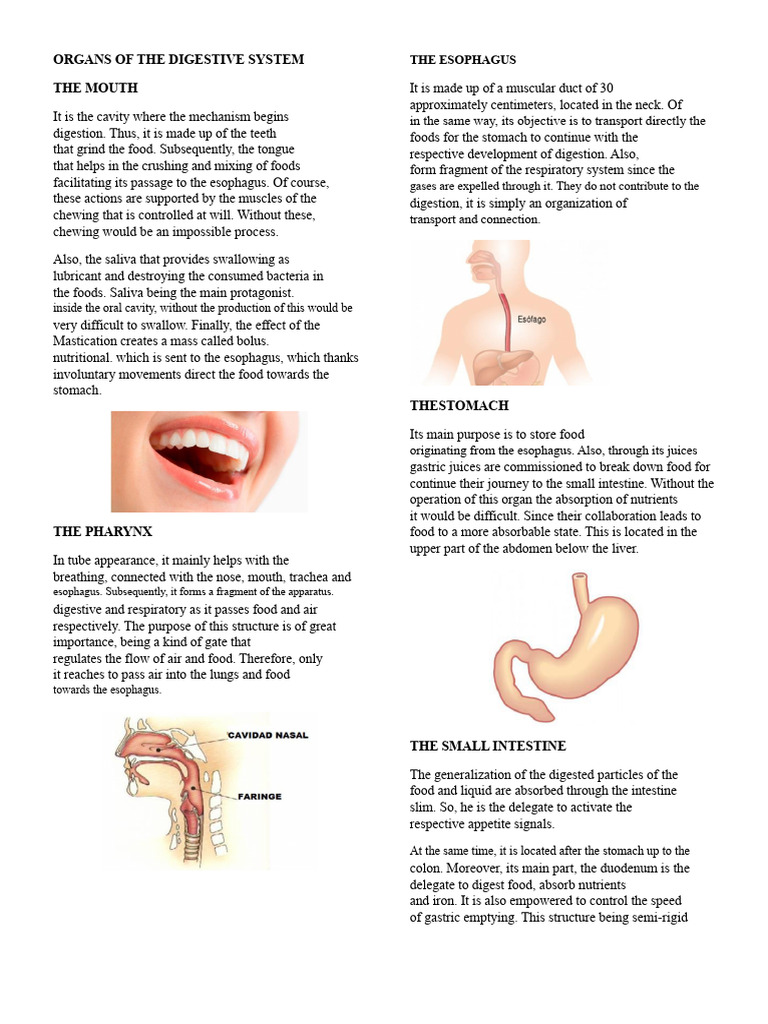 Organs of The Digestive System | PDF | Digestion | Human Digestive System