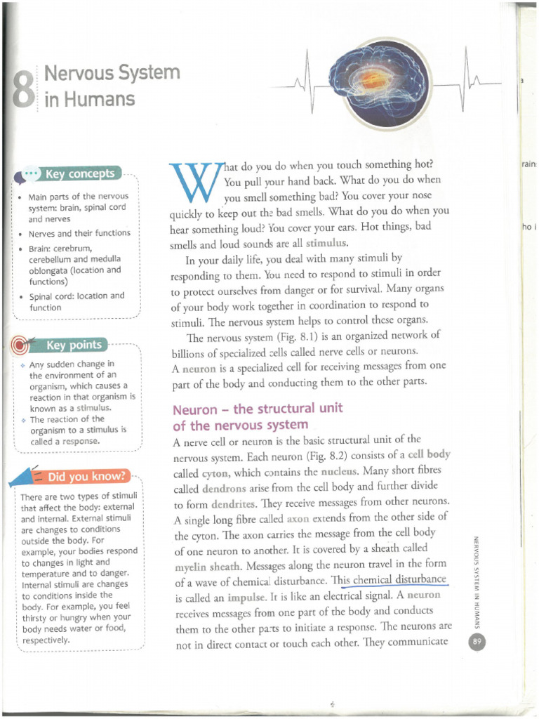 Bio CH - Nervous System | PDF | Nerve | Axon