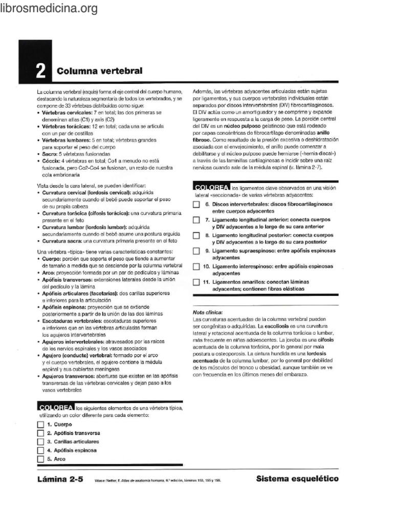 Netter Para Colorear 1 Pdf