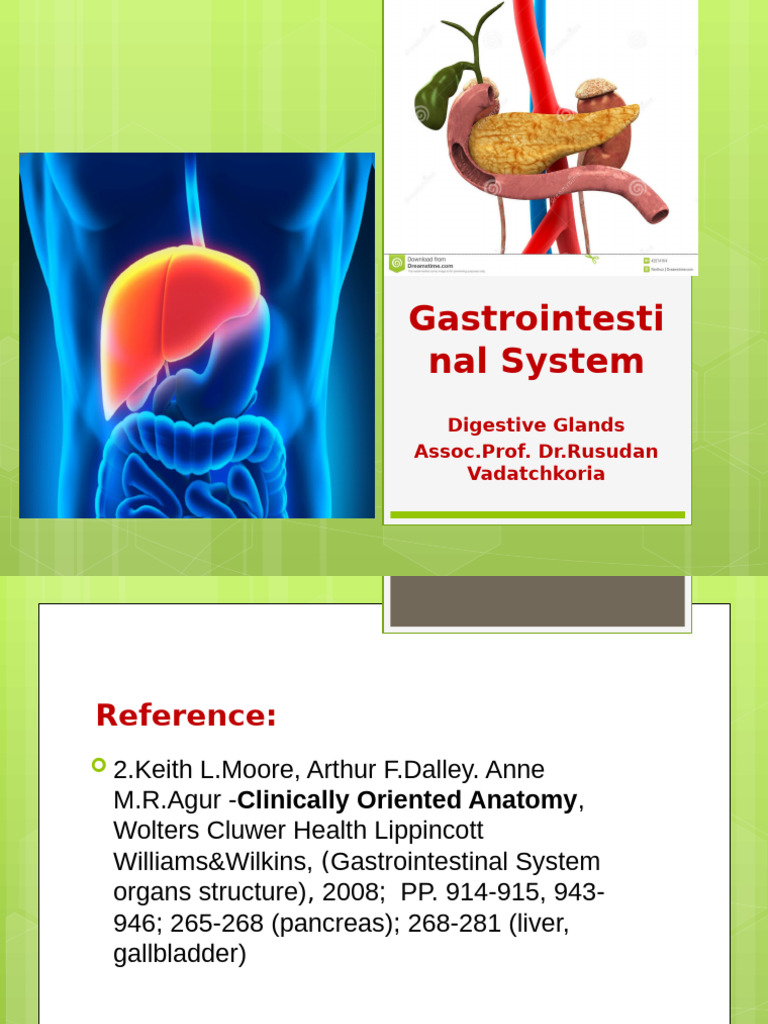 Digestive Glands | PDF | Pancreas | Liver