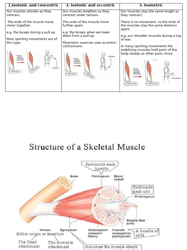 Types of Muscle Contractions Explained | PDF