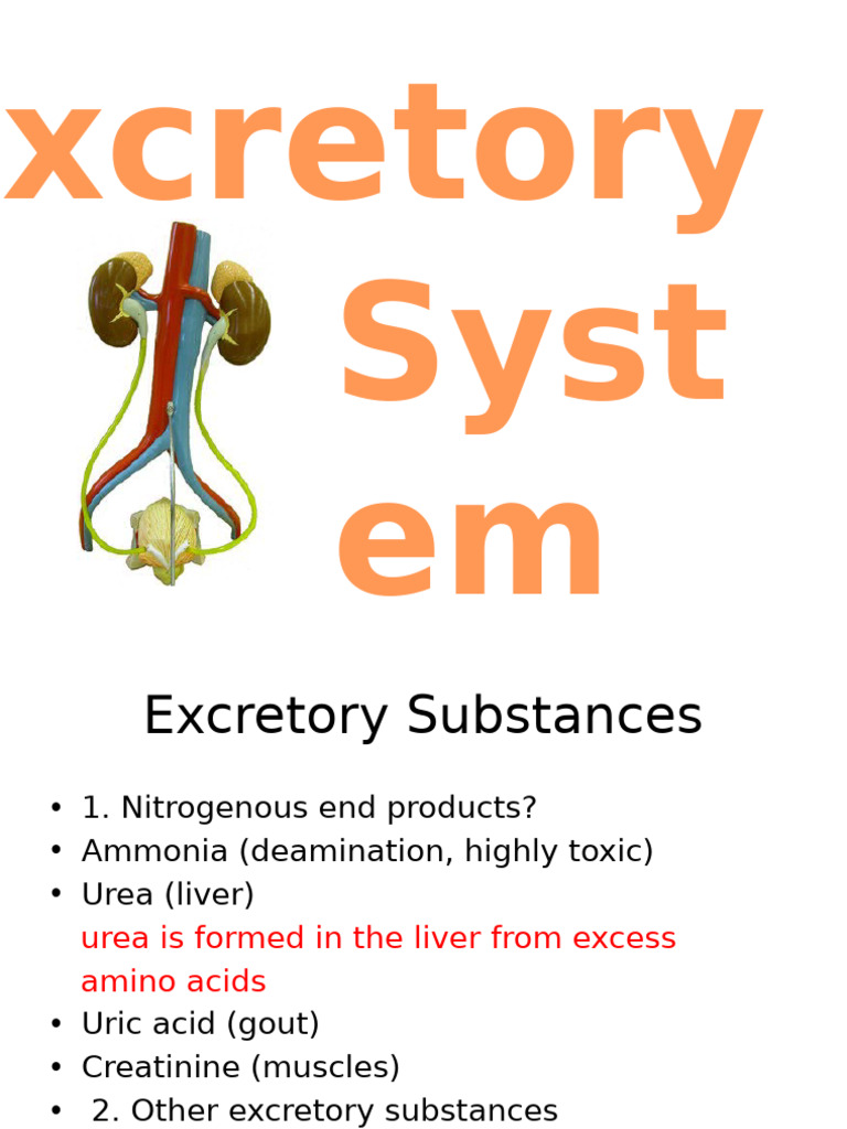 Excretory System | PDF | Kidney | Organ (Anatomy)