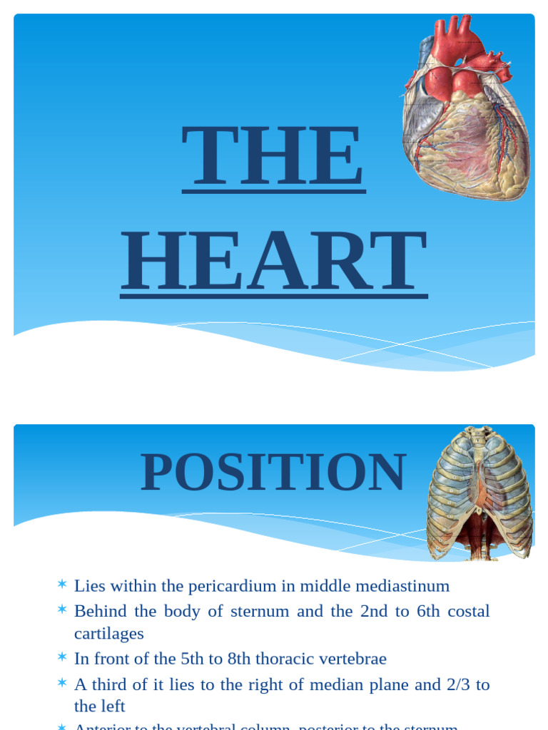 Heart Anatomy and Function Overview | PDF | Heart Valve | Heart