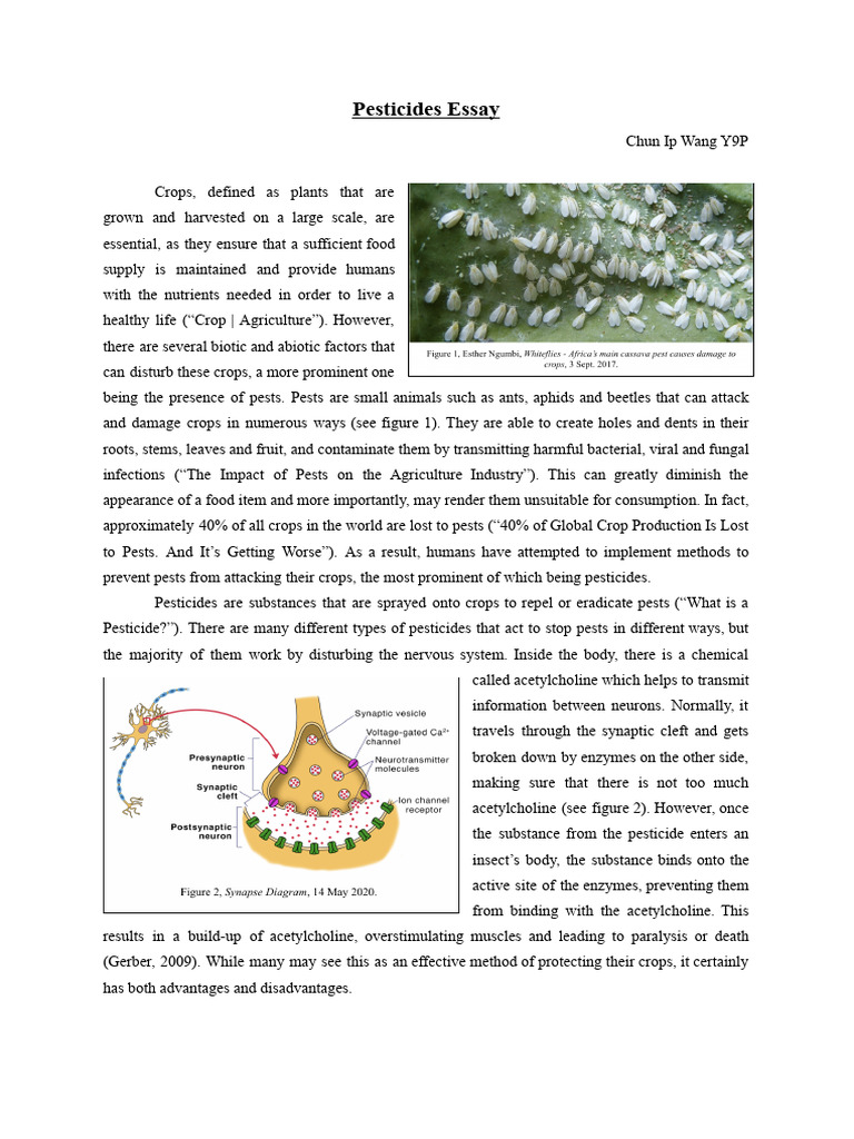 Pesticides Essay - Chun Ip Wang Y9P | PDF | Pest (Organism) | Pesticide