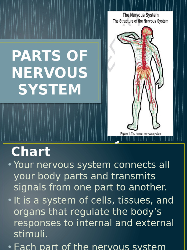 Parts of Nervous System 2 | PDF