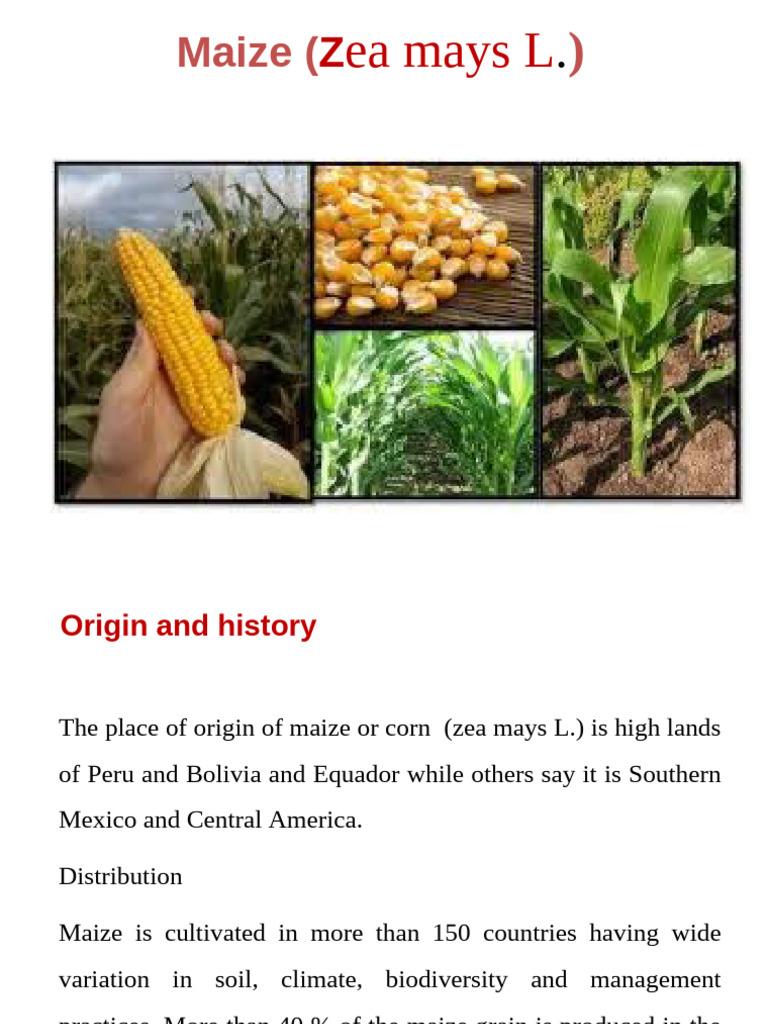 On Maize | PDF | Maize | Sowing