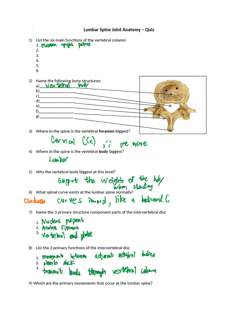Lumbar Spine Anatomy Quiz Guide | PDF