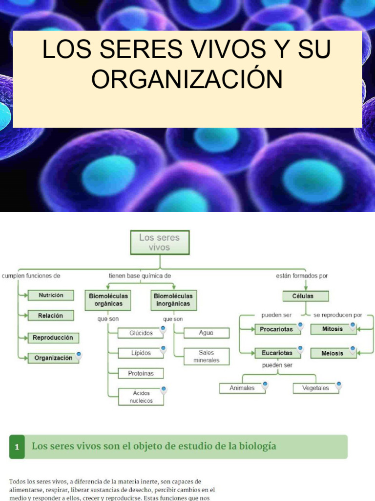 Los Seres Vivos y Su Organización (1) | PDF | Biología Celular ...