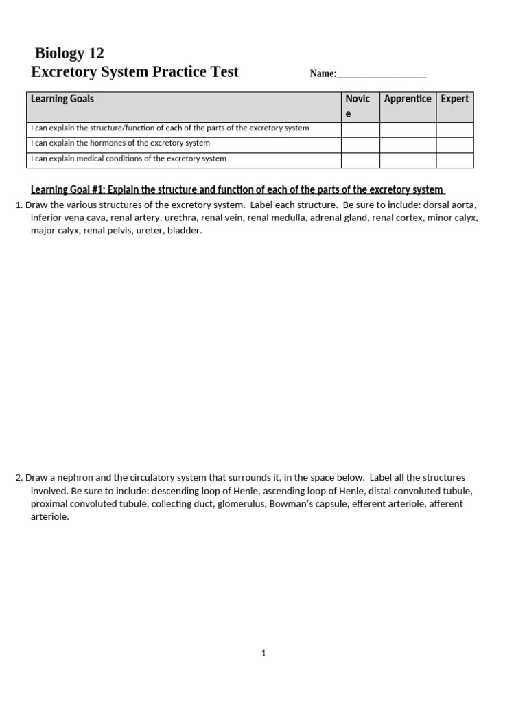 Excretory System Practice Test 2021 | PDF | Kidney | Abdomen