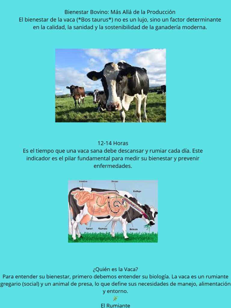 Bienestar Bovino Más Allá de La Producción El Bienestar de La Vaca (Bos ...