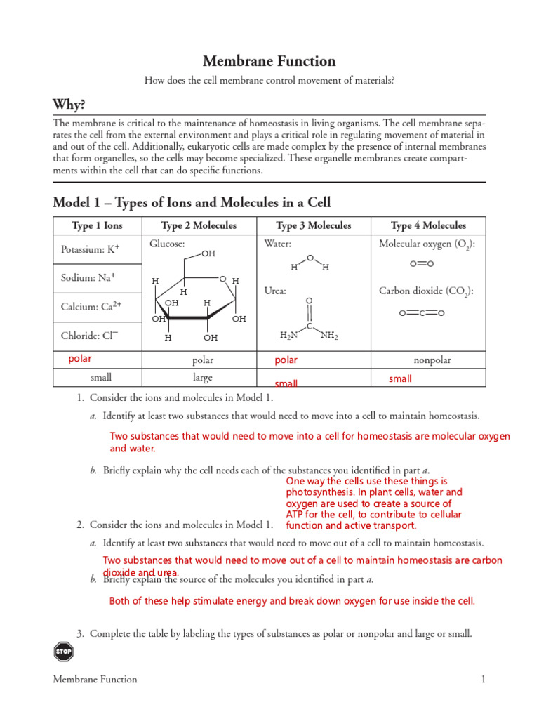 Cell Membrane Function and Transport | PDF | Cell Membrane | Cell (Biology)