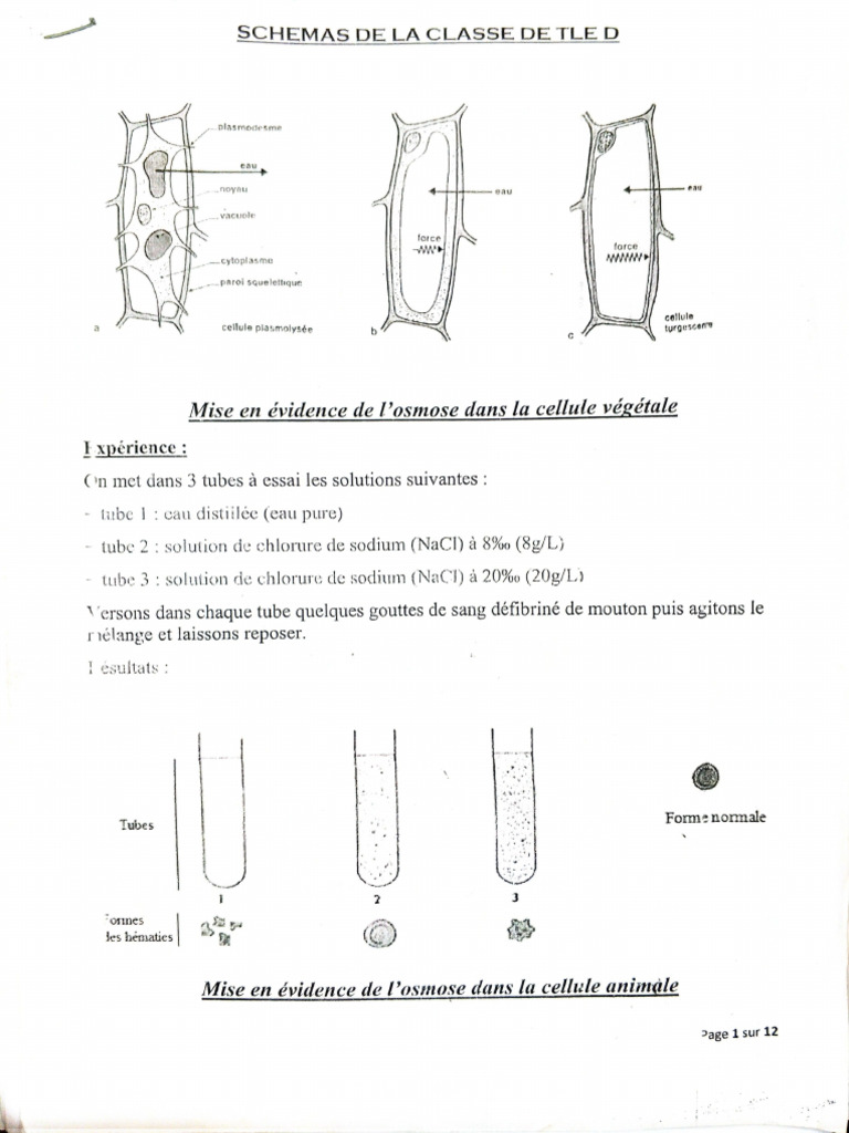 Recueil de Shemas de SVT Tle D | PDF