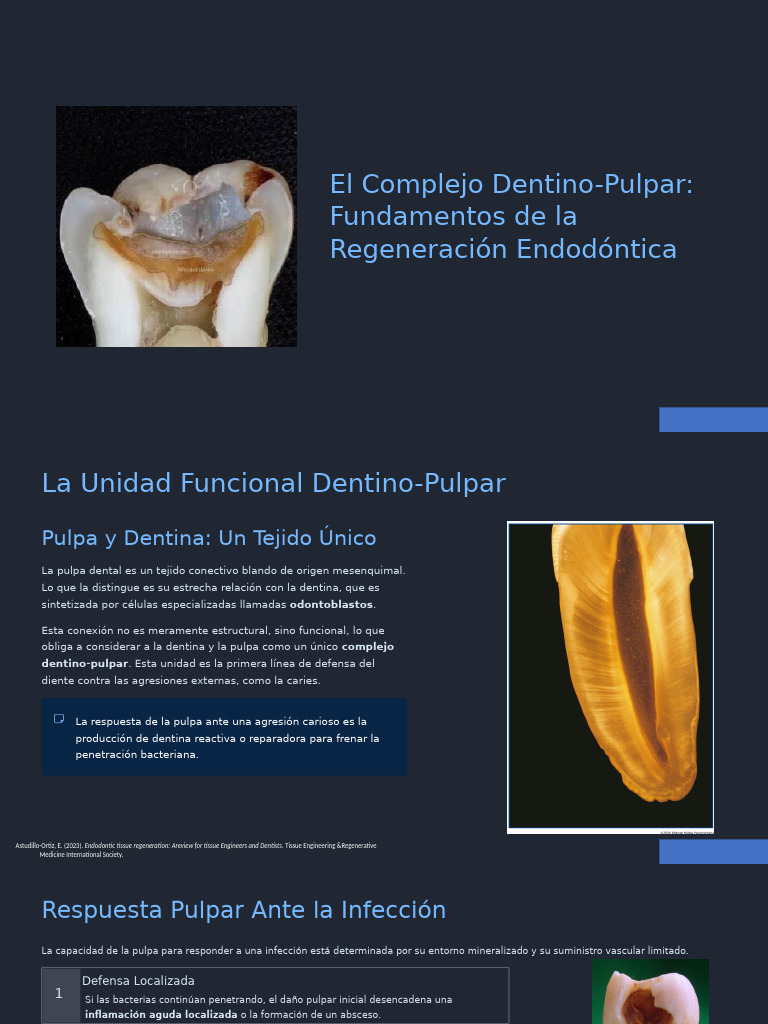 El Complejo Dentino Pulpar Fundamentos de La Regeneracion Endodontica ...