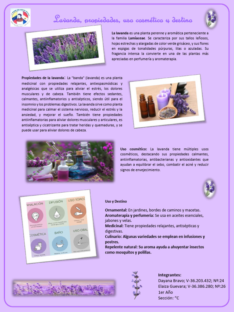La Lavanda Es Una Planta Perenne y Aromática Perteneciente a La Familia Lamiaceae | PDF ...