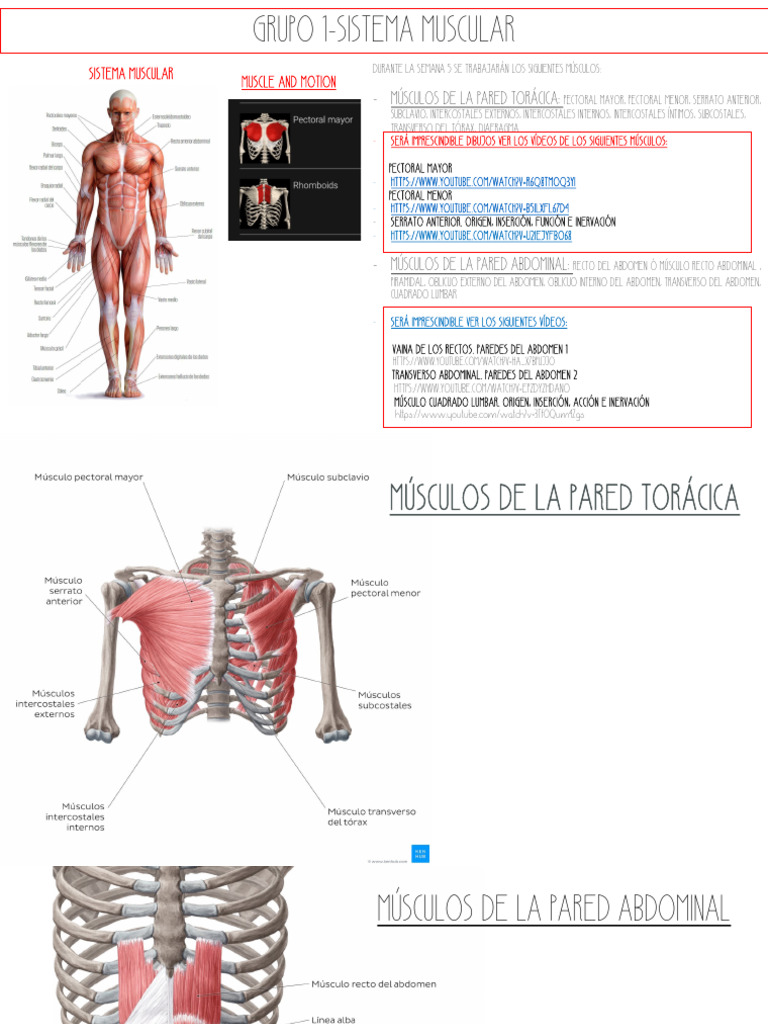 Sistema Muscular Pared Toracica Abdominal | PDF