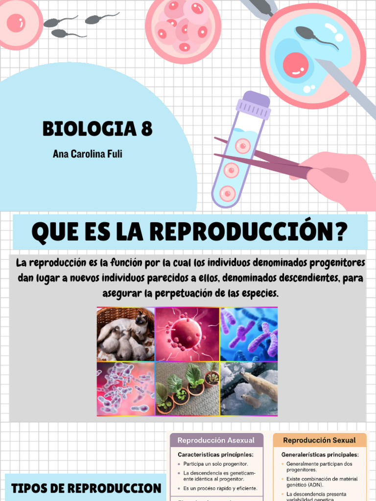 IVF Biology Presentation in A Bold Blue and Pink Style | PDF | Mitosis ...