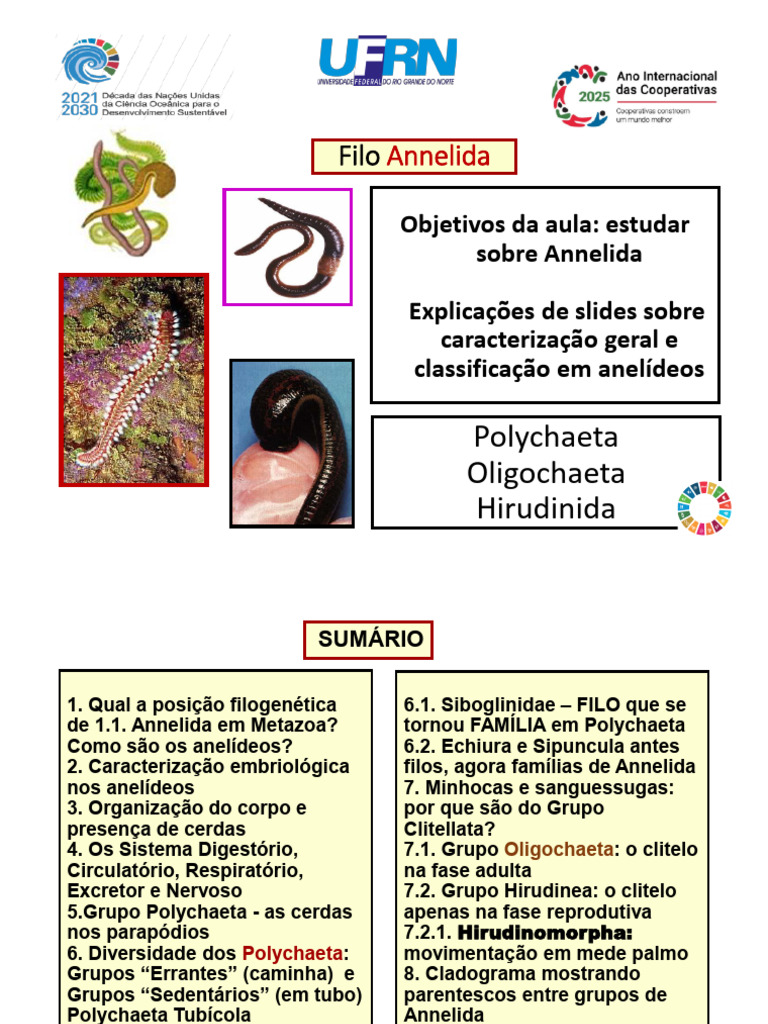 Estudo do Filo Annelida: Classes e Sistemas | PDF | Biologia | Protostomia
