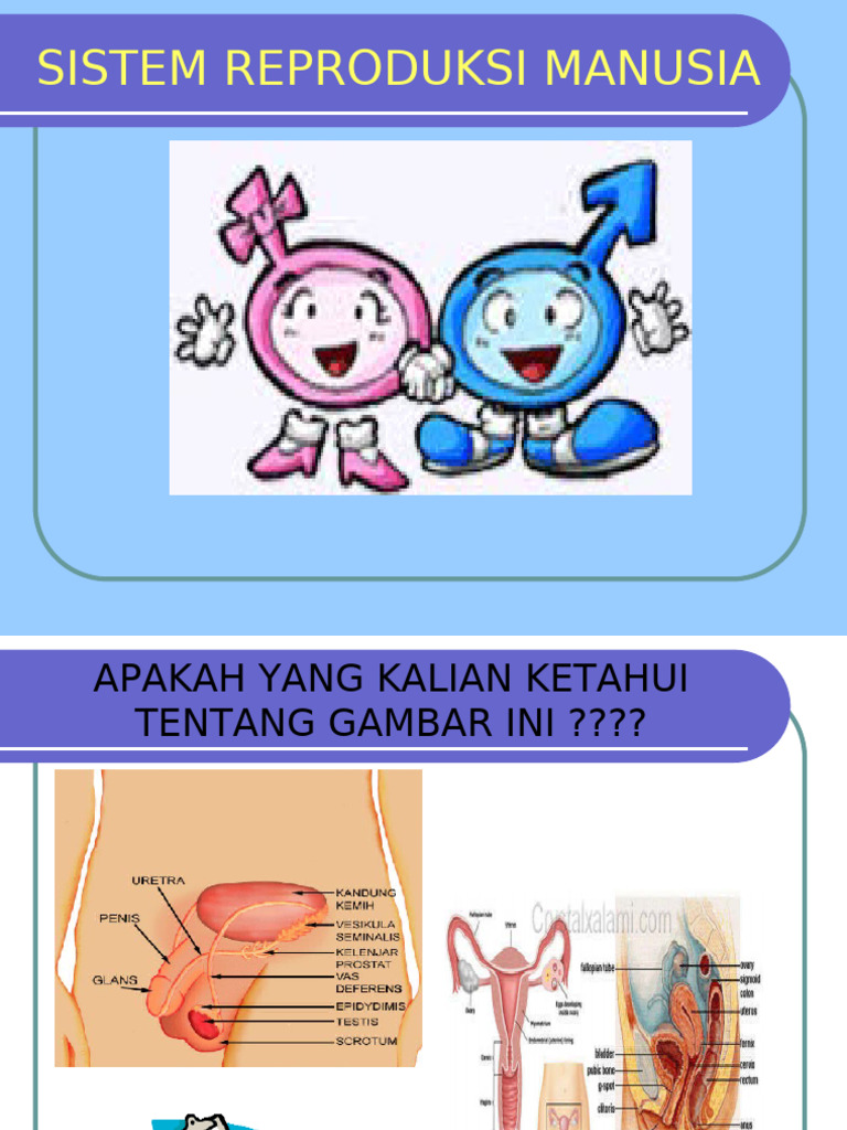 Sistem Reproduksi 1 | PDF