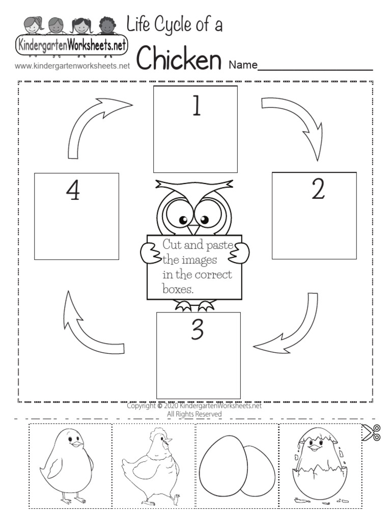 1.Life Cycle of a Chicken Worksheet | PDF