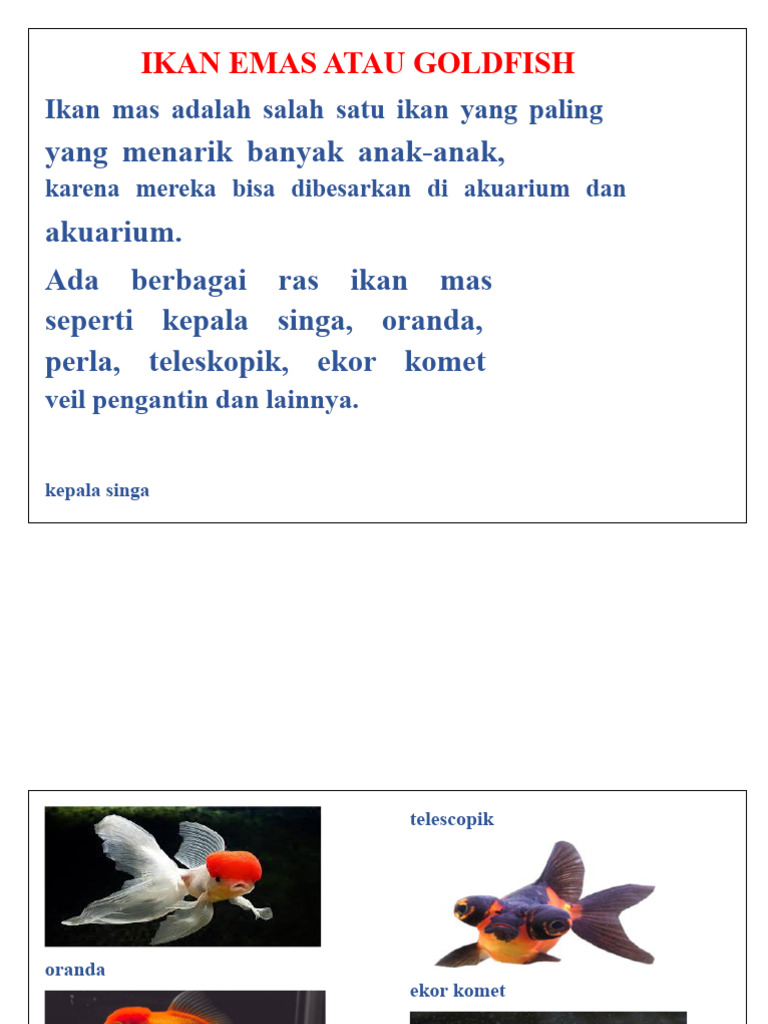 Ikan Emas Atau Goldfish | PDF
