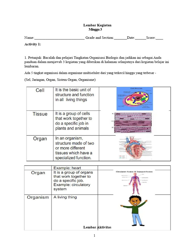 Tingkatan Organisasi Biologis Multiseluler | PDF
