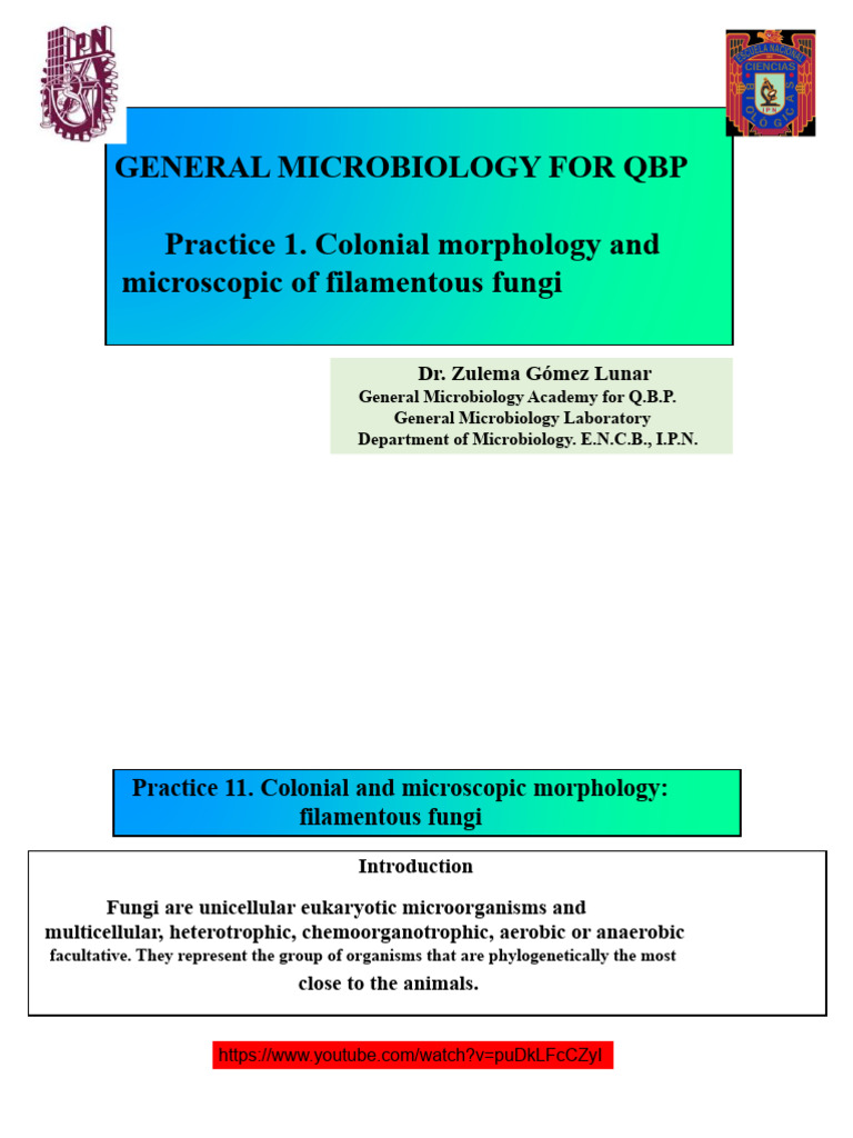 Filamentous Fungi Morphology Guide | PDF | Fungus | Mold
