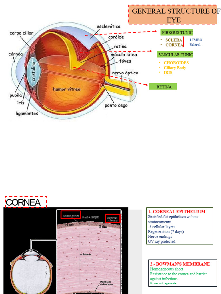 Histology of The Eye | PDF | Cornea | Eye