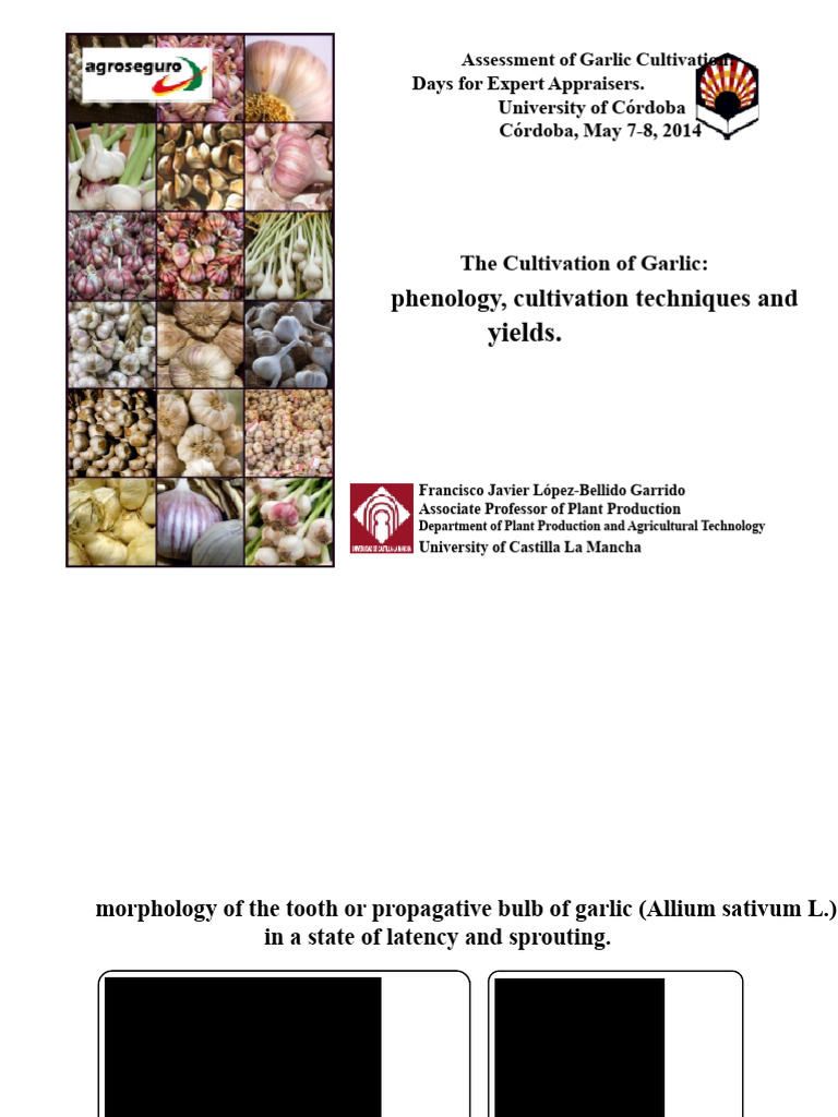 Morphology and Phenology of Garlic - Part One | PDF | Garlic | Bulb