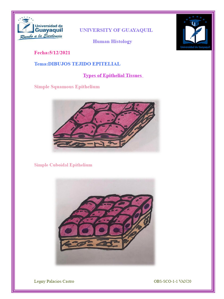 Types of Epithelial Tissues Drawings - Legny Palacios | PDF